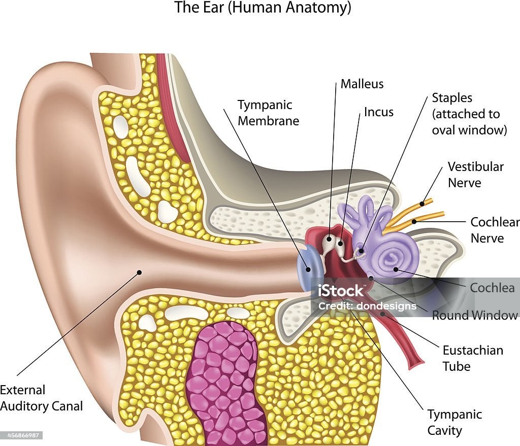 Central vs. Peripheral Vertigo: Key Differences Explained